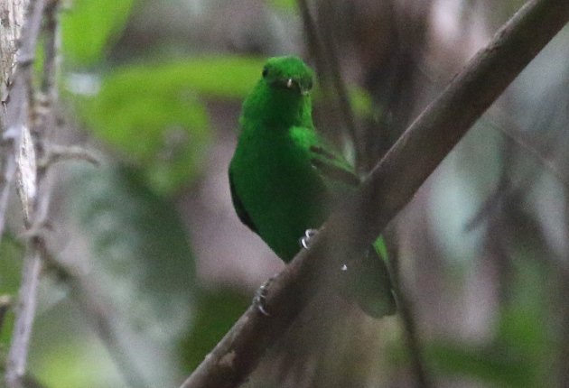 The bills of the broadbills - 10,000 Birds