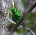 The bills of the broadbills - 10,000 Birds