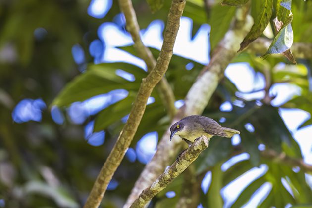 Sending Shivers, er, Trembles Up My Spine - 10,000 Birds