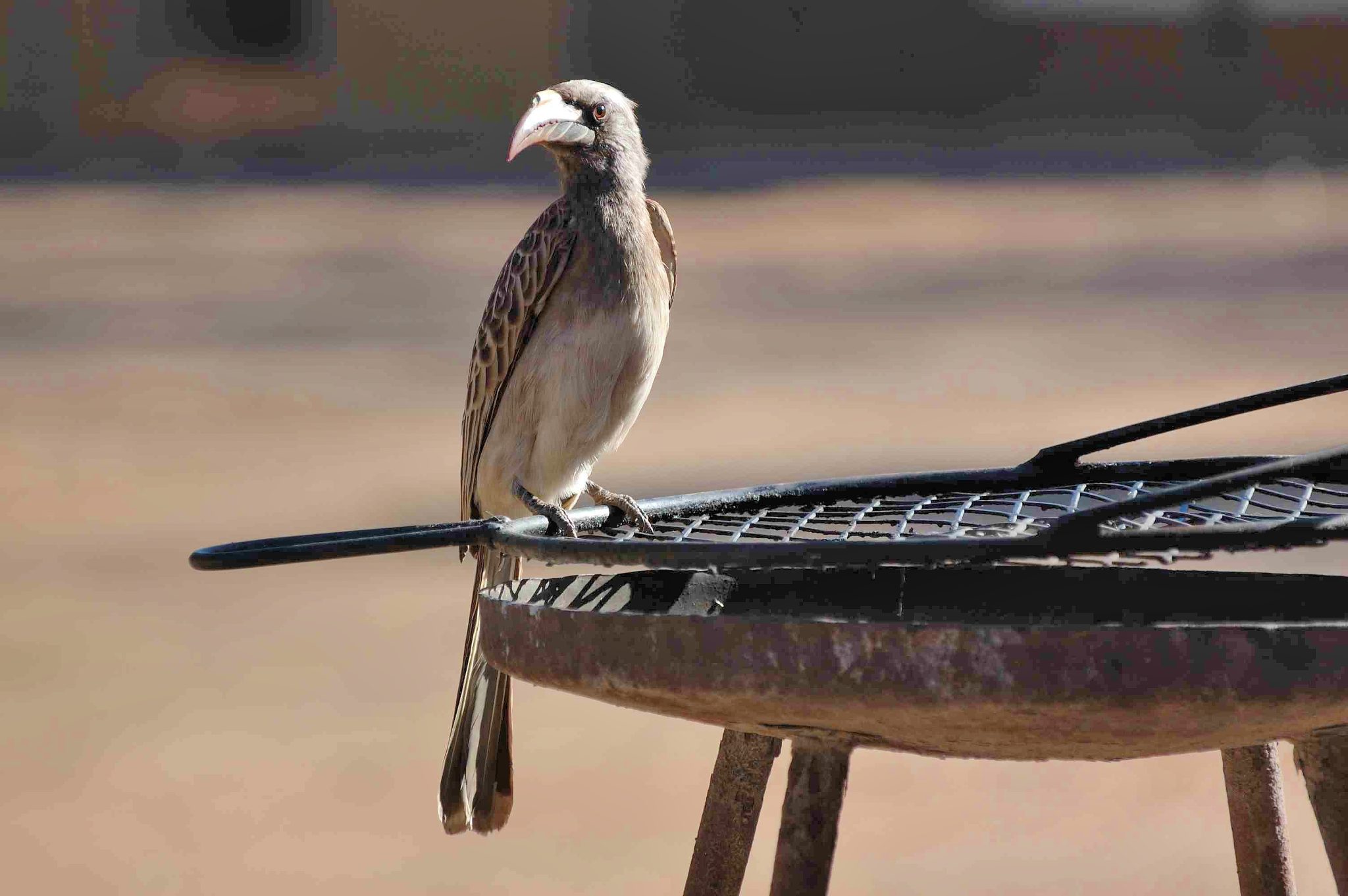 Trash birds - 10,000 Birds