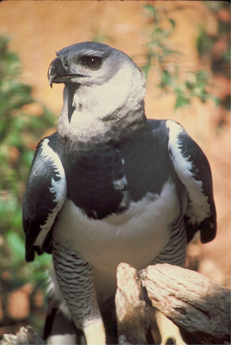 What is the National Bird of Panama? - 10,000 Birds