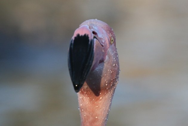 The Bill of the Flamingo - 10,000 Birds