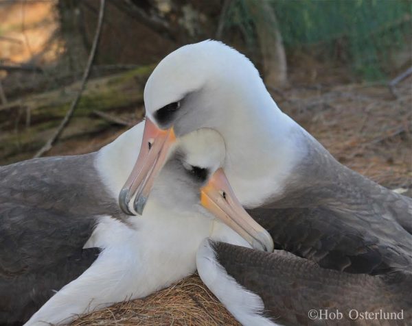 Altruism, Albatrosses, and Vicious Young Men - 10,000 Birds