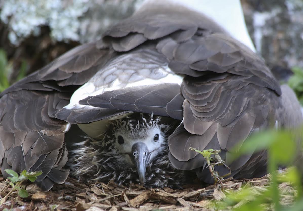 Altruism, Albatrosses, and Vicious Young Men - 10,000 Birds