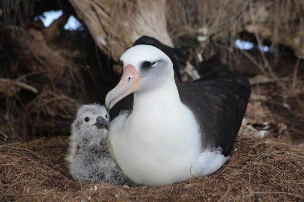 Altruism, Albatrosses, and Vicious Young Men - 10,000 Birds