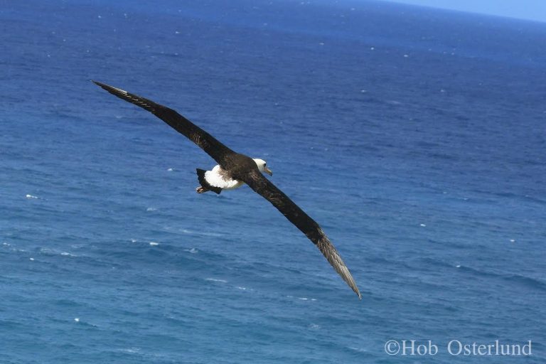 Altruism, Albatrosses, and Vicious Young Men - 10,000 Birds