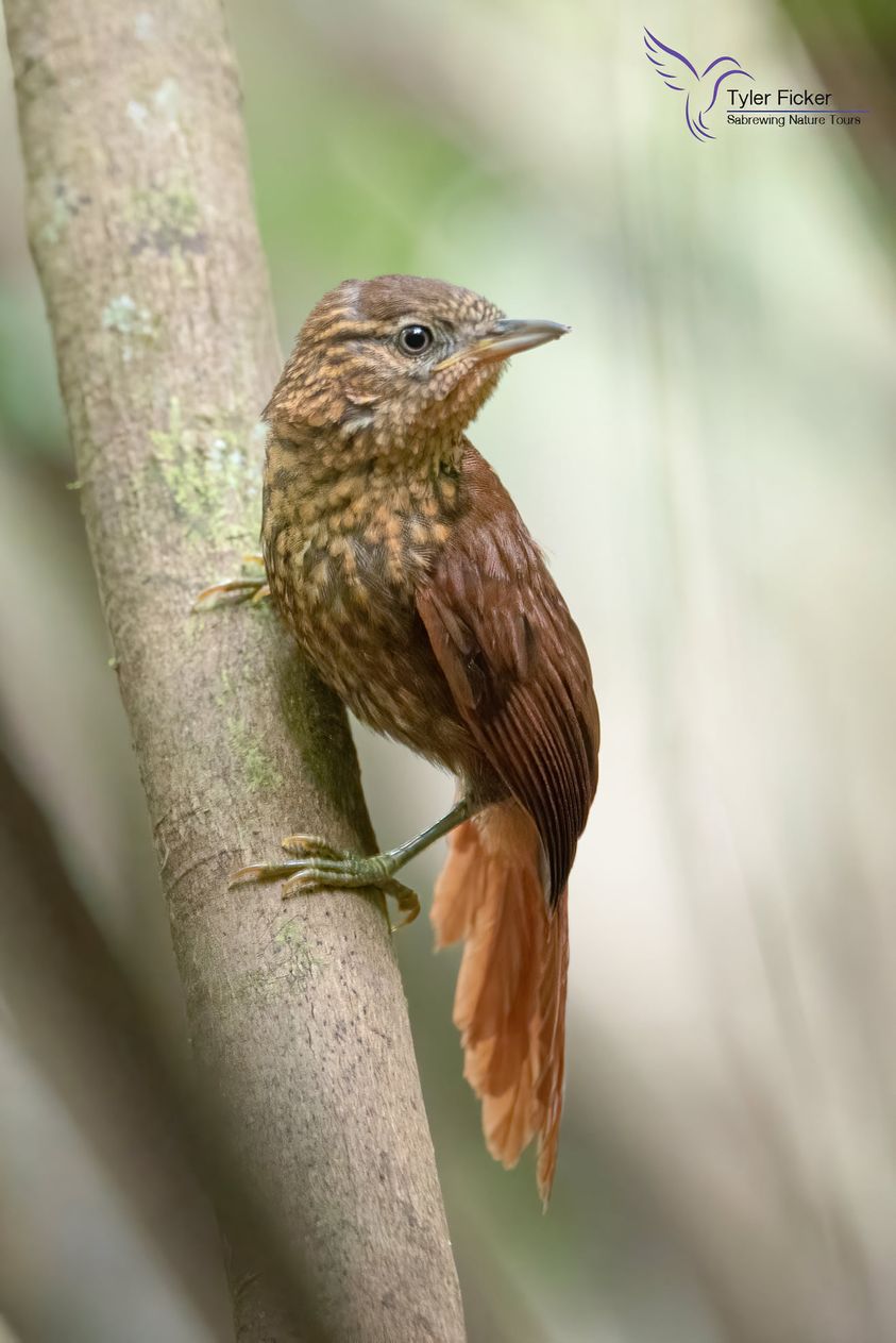 Birding Inirida, Colombia: practicalities, part 3 - 10,000 Birds