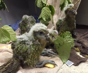 Kakapo are having a great year. - 10,000 Birds