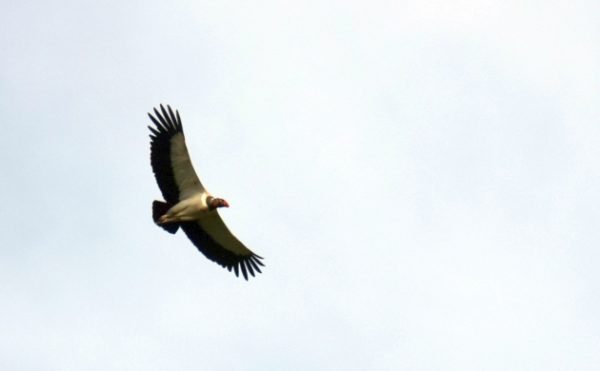 Starting the Year in Birding at Raptor Ridge, Costa Rica - 10,000 Birds