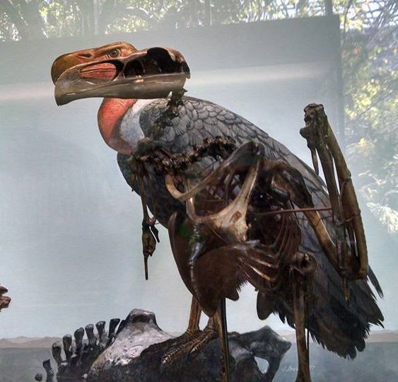 Birding La Brea - 10,000 Birds