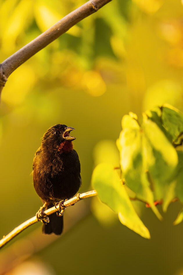 Lesser Antillean Specialties - 10,000 Birds