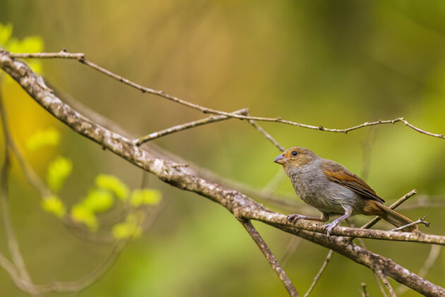 Lesser Antillean Specialties - 10,000 Birds
