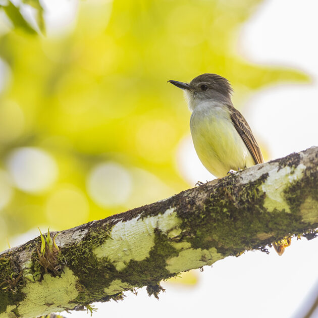 Lesser Antillean Specialties - 10,000 Birds