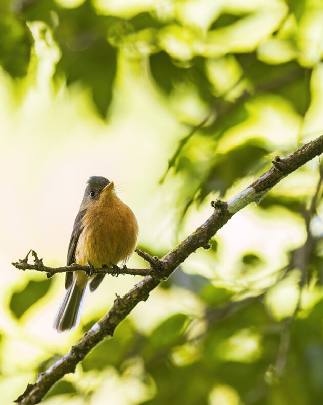 Lesser Antillean Specialties - 10,000 Birds