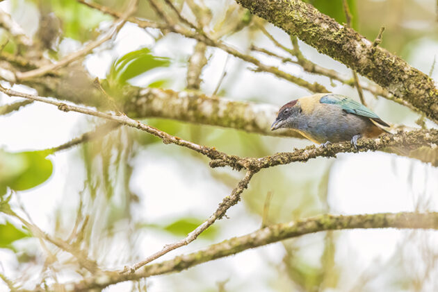Lesser Antillean Specialties - 10,000 Birds