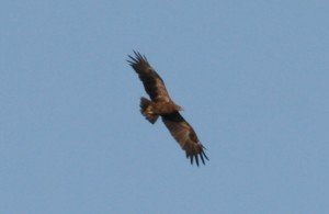 The German Eagles - 10,000 Birds