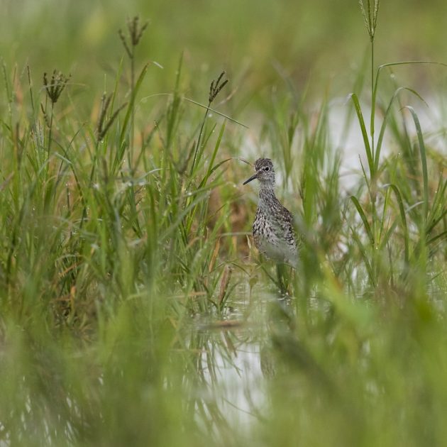 Welcome Back - 10,000 Birds