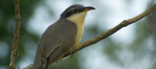 10,000 Birds Mangrove Cuckoos at Humacao Nature Reserve - 10,000 Birds