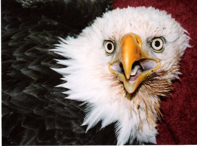 Lightning Storms and Eagles - 10,000 Birds