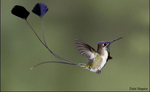 The Marvelous Spatuletail on Display! - 10,000 Birds