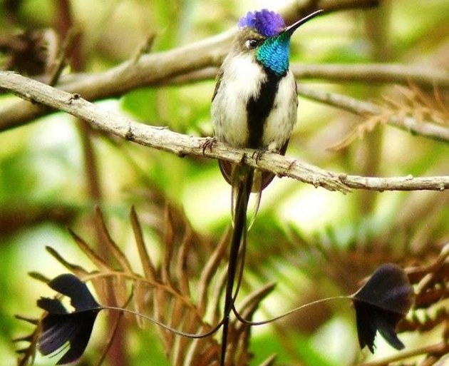 There is more in a long-tailed hummingbird than what meets the eye ...