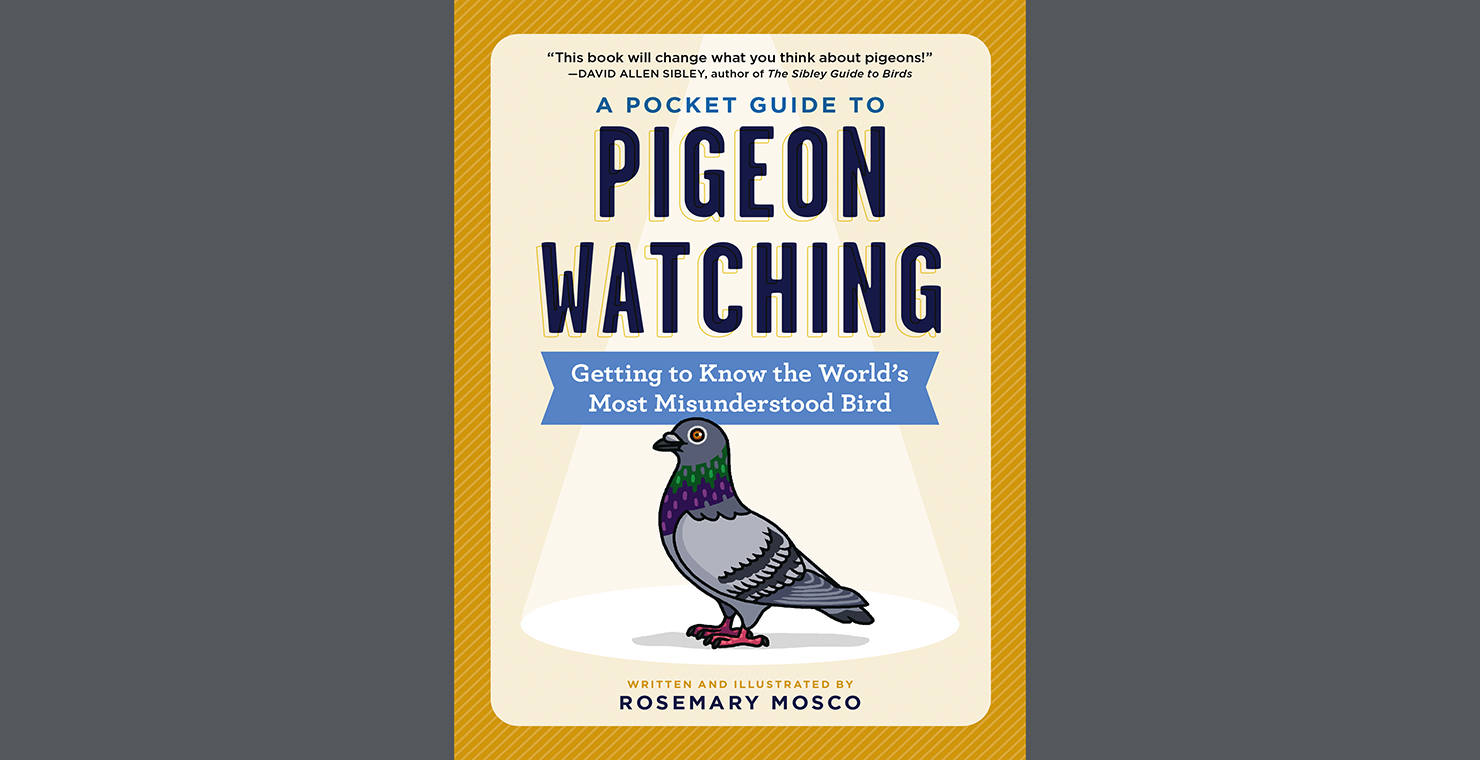 A Pocket Guide to Pigeon Watching: Getting to Know the World’s Most ...