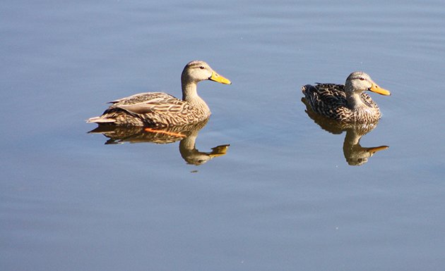Mallards are a Threat to Mottled Ducks in Florida - 10,000 Birds