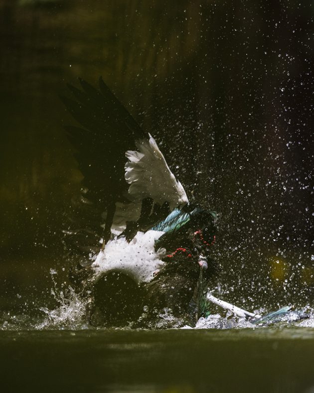 Birding in a Refinery - 10,000 Birds