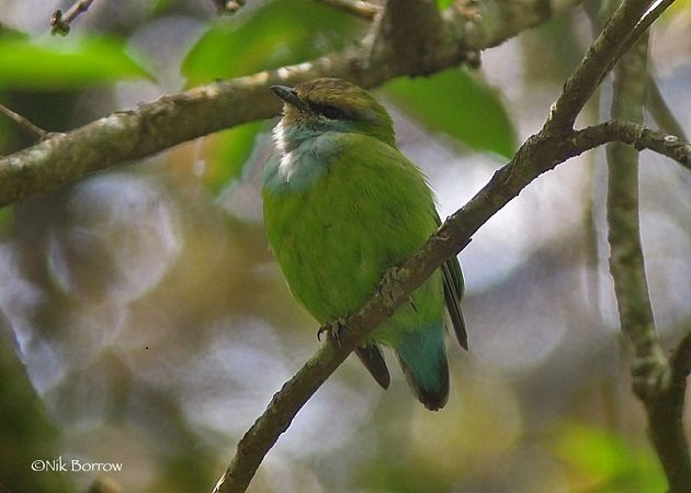 Dreaming of Africa - 10,000 Birds