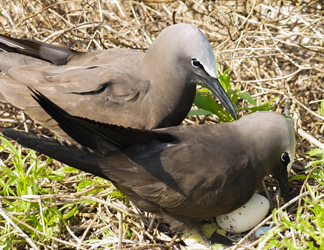 Bird Banding the Dry Tortugas - 10,000 Birds