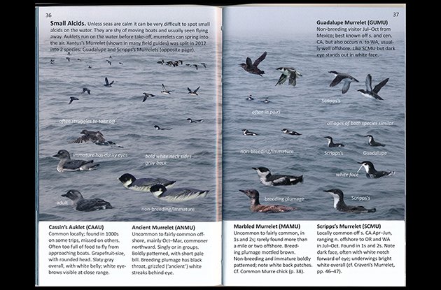 Offshore Sea Life ID Guide: West Coast–A Book Review - 10,000 Birds