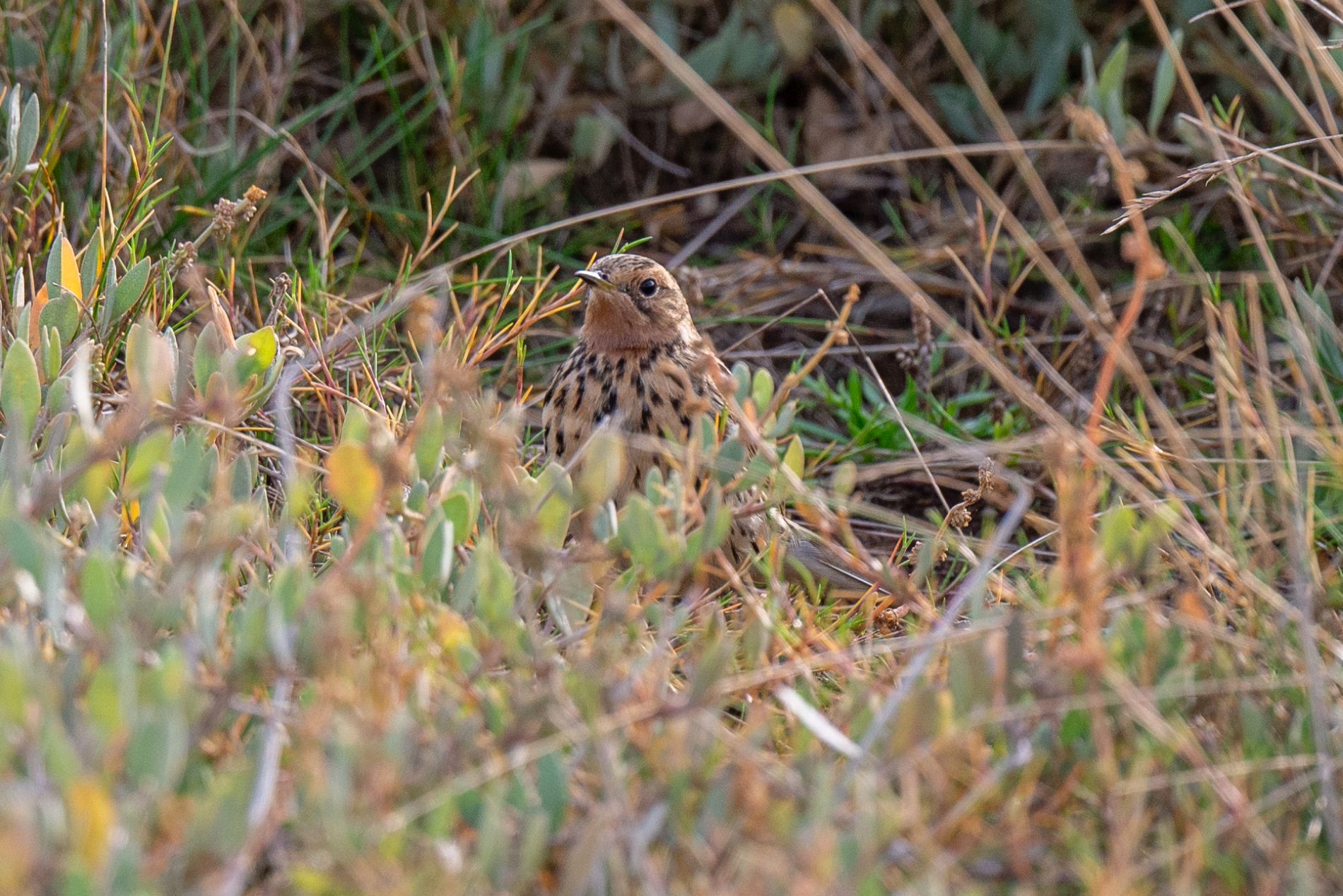 Birding Heligoland in Late September - 10,000 Birds