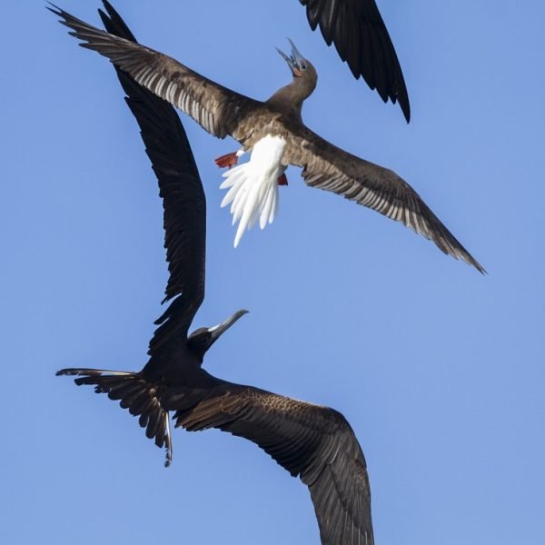 Pirates of the Caribbean - 10,000 Birds