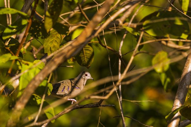 Dipping in Guyana - 10,000 Birds