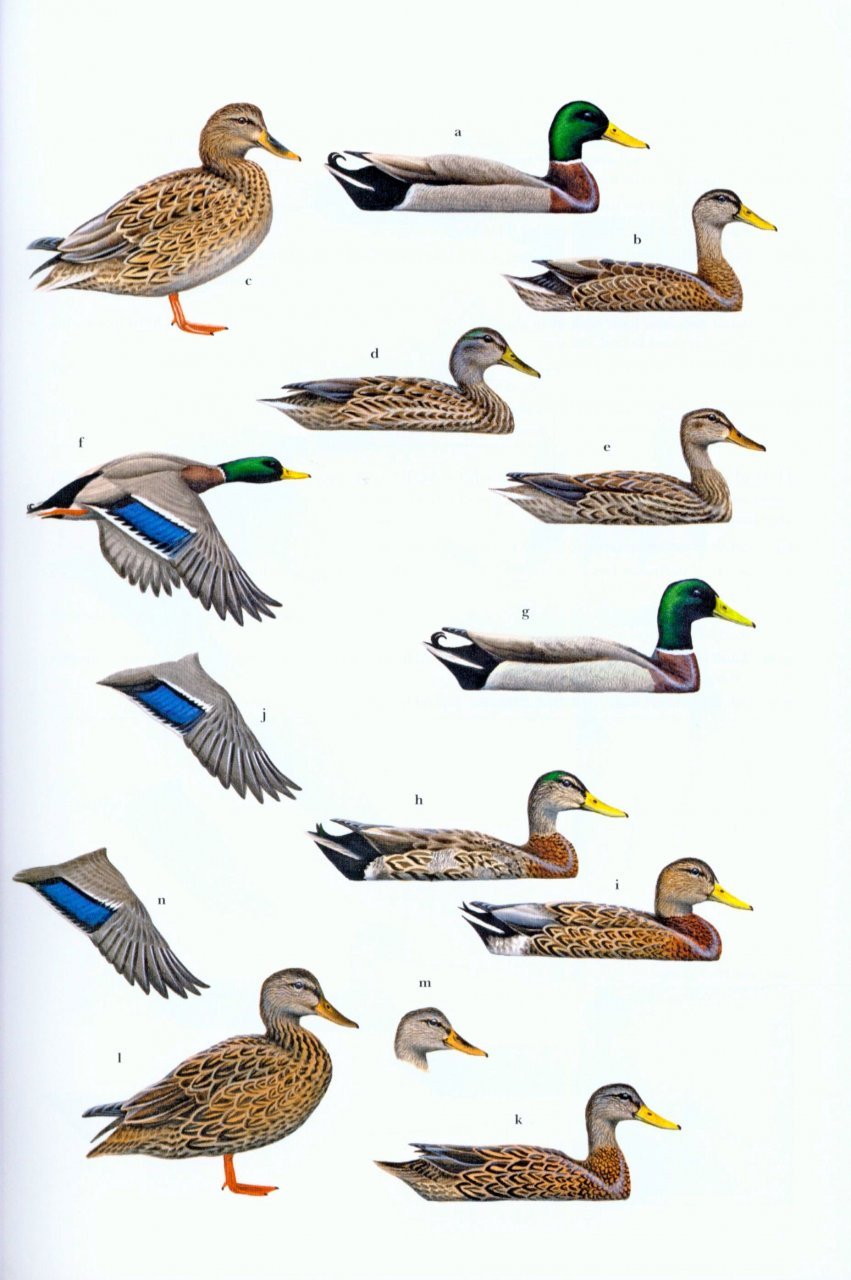 Waterfowl of North America, Europe & Asia: An Identification Guide ...