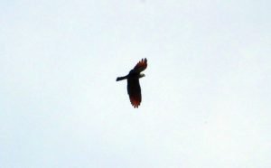 Global Big Day in Costa Rica - 10,000 Birds