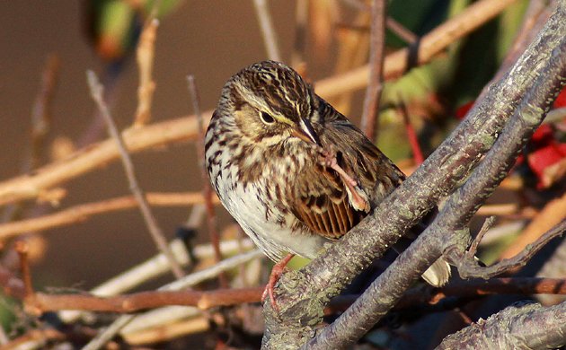 A Preening Savannah Sparrow - 10,000 Birds