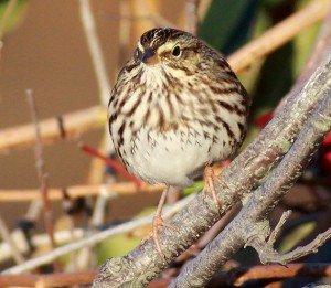 A Preening Savannah Sparrow - 10,000 Birds