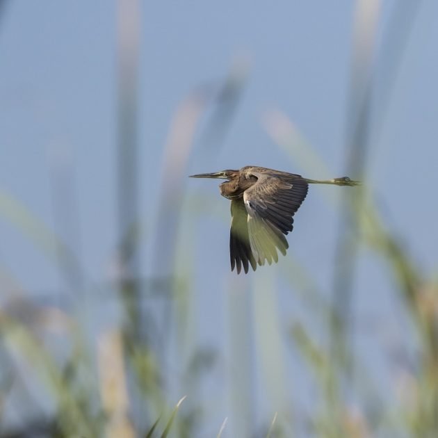 Birdy Boating in Baringo - 10,000 Birds