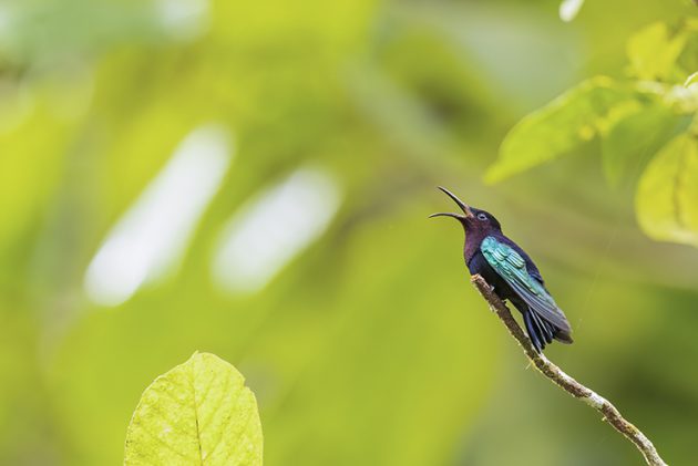 The King of the Lesser Antilles - 10,000 Birds