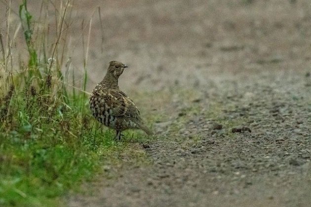 Serbia self-drive birding tour planning - 10,000 Birds