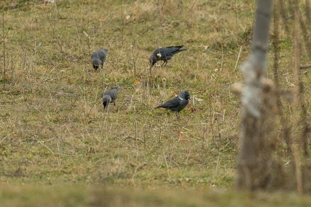 Serbia self-drive birding tour planning - 10,000 Birds