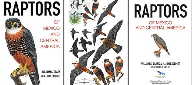 10,000 Birds Raptors of Mexico and Central America: A Book Review ...