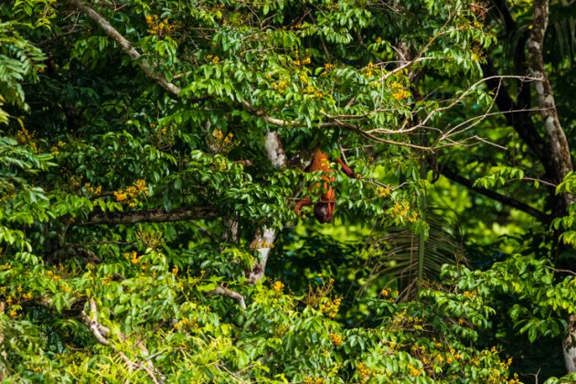 Birding the Trinity Hills - 10,000 Birds