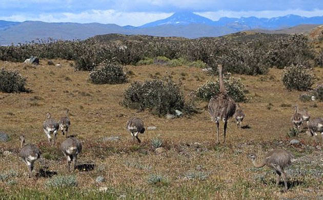 The Complicated Mating Systems of Rheas - 10,000 Birds