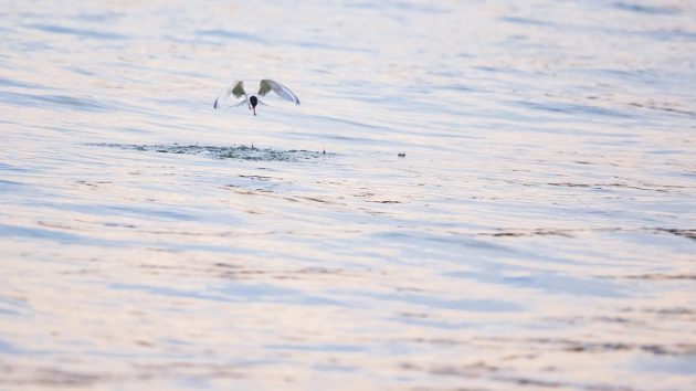 Bloody Bay Birding - 10,000 Birds