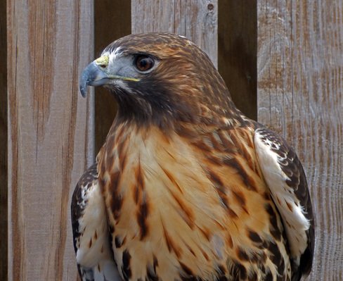 Can A Hawk Carry Off Your 12-Pound Pet? - 10,000 Birds