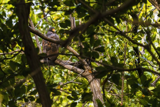 Secrets of the Swamps - 10,000 Birds