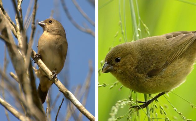 Four Groups Of Neotropical Birds That May Challenge Your ID Skills ...