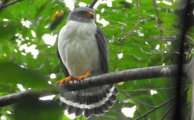 Expectations and Suggestions for Caribbean Lowland Birding in Costa ...